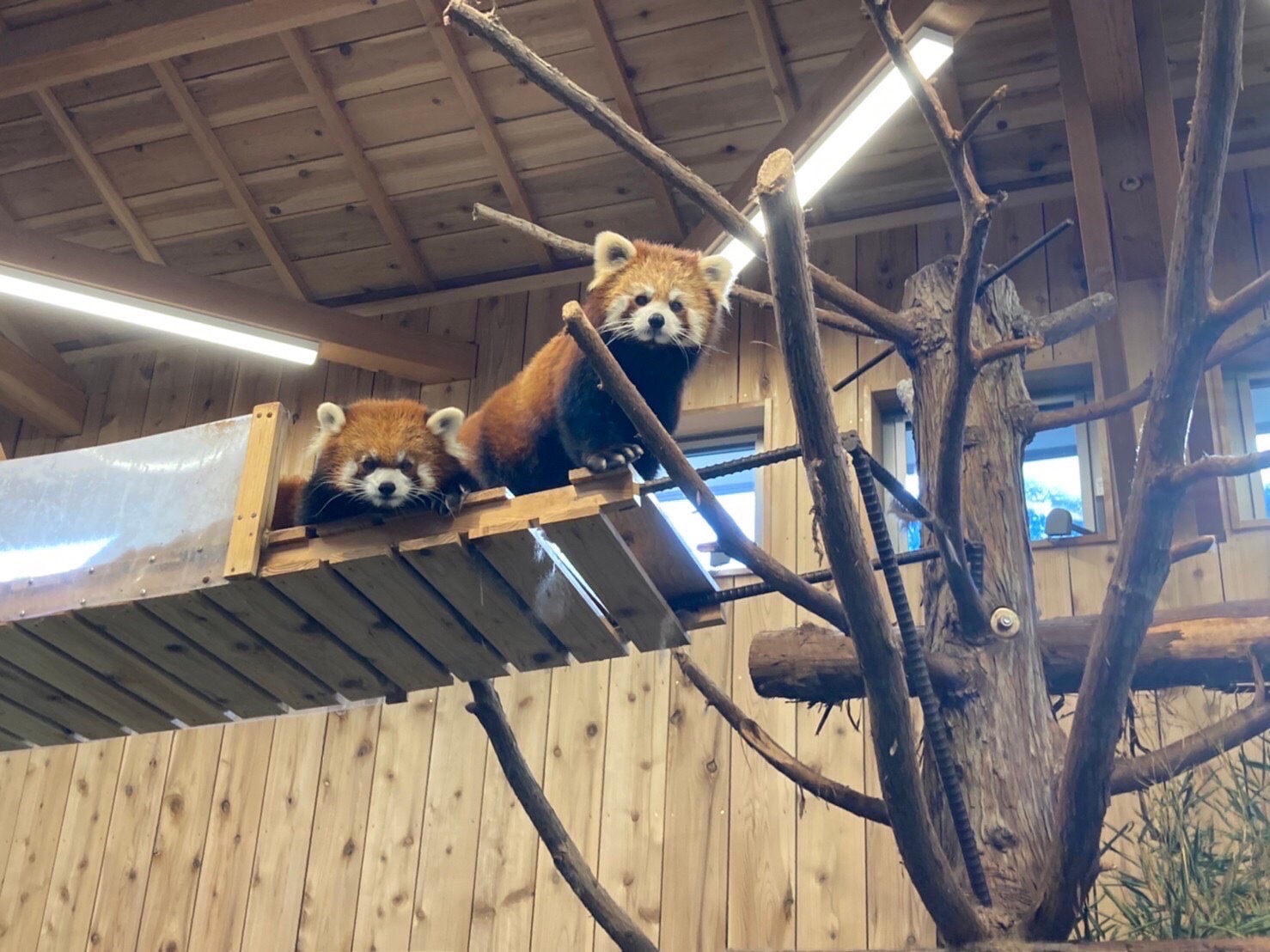 Mt. Omuro & Izu Shaboten Zoo by internship students | Travel Shizuoka ...